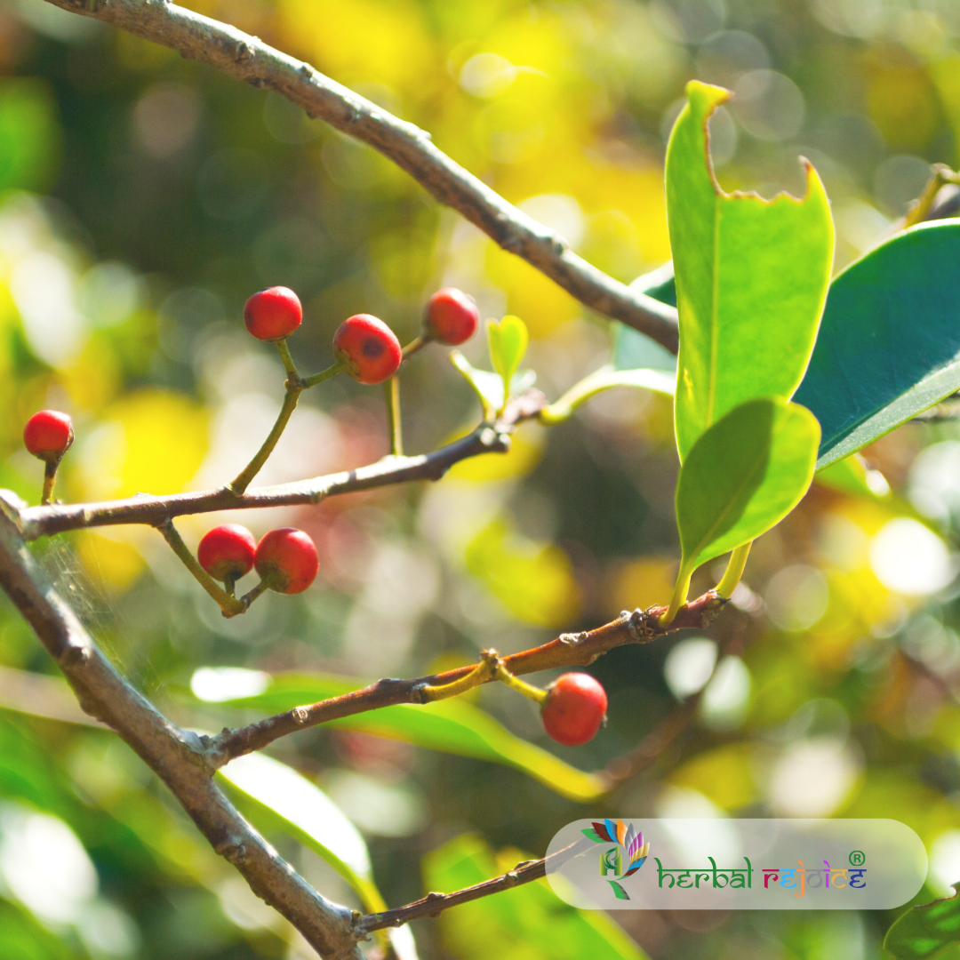 Strychnos nux-vomica: A Powerful Nervine Tonic - Herbal Rejoice